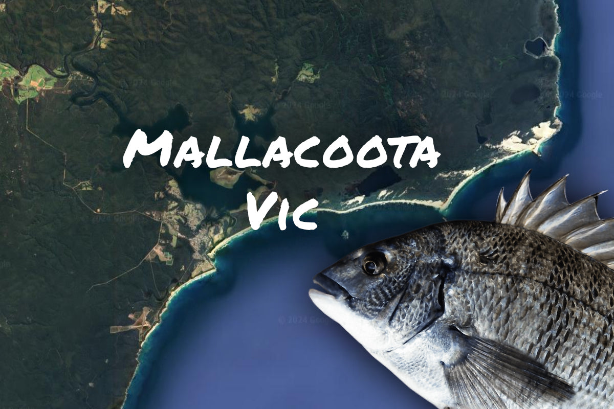 Mallacoota Fishing For Bream – Blako