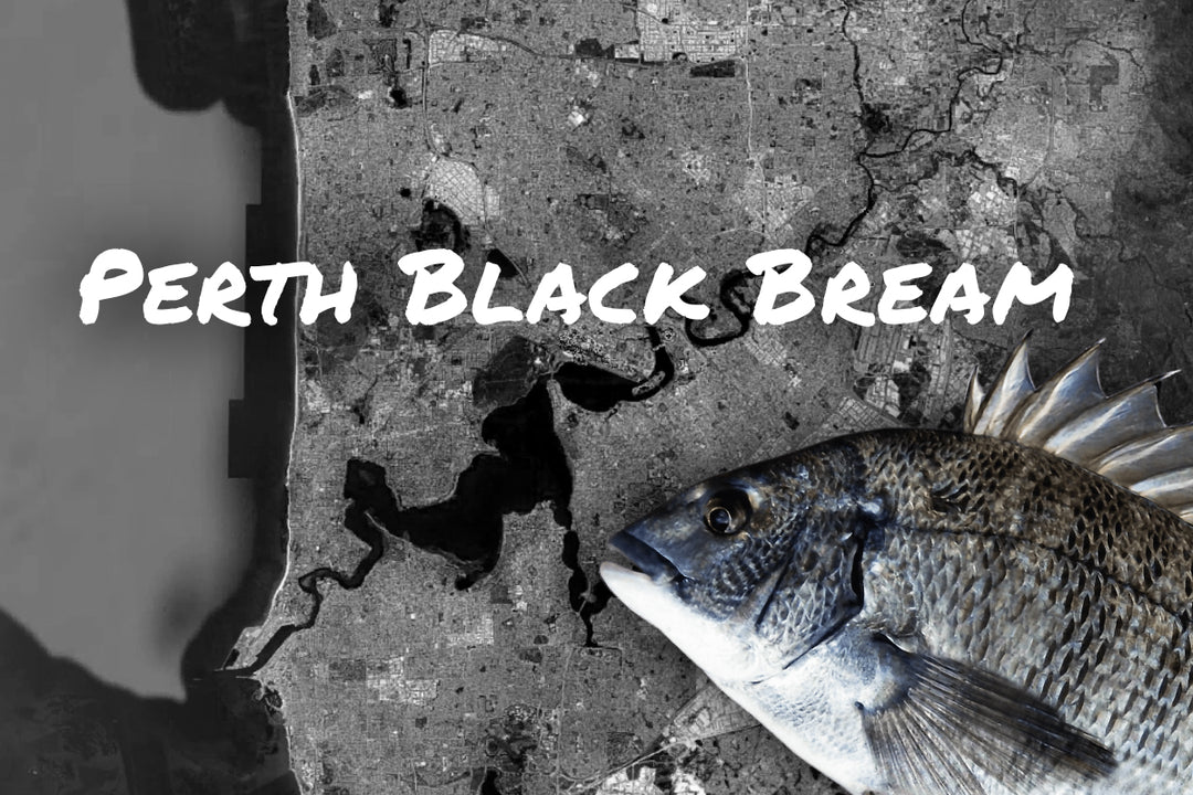 Introduction To Perth Black Bream – Blako