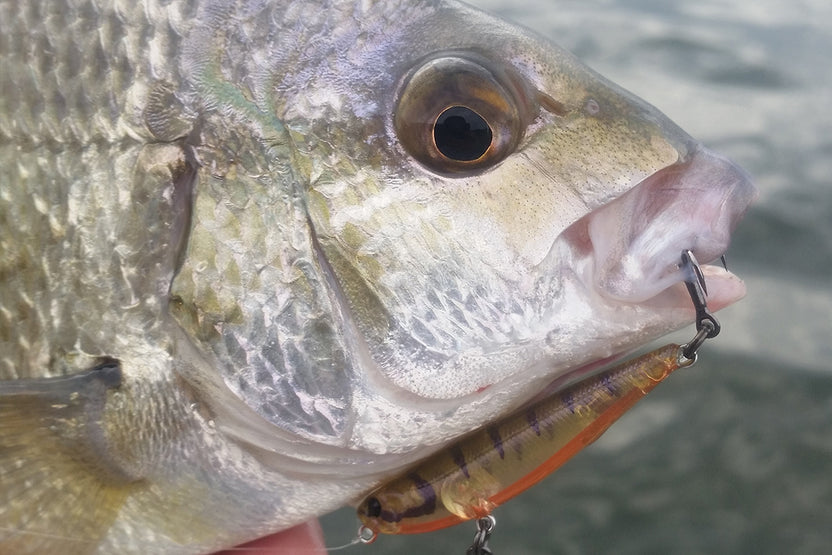 Beginners Guide To Bream Gear – Blako