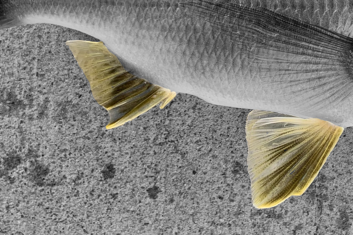 Yellowfin Bream: King Of The North – Blako